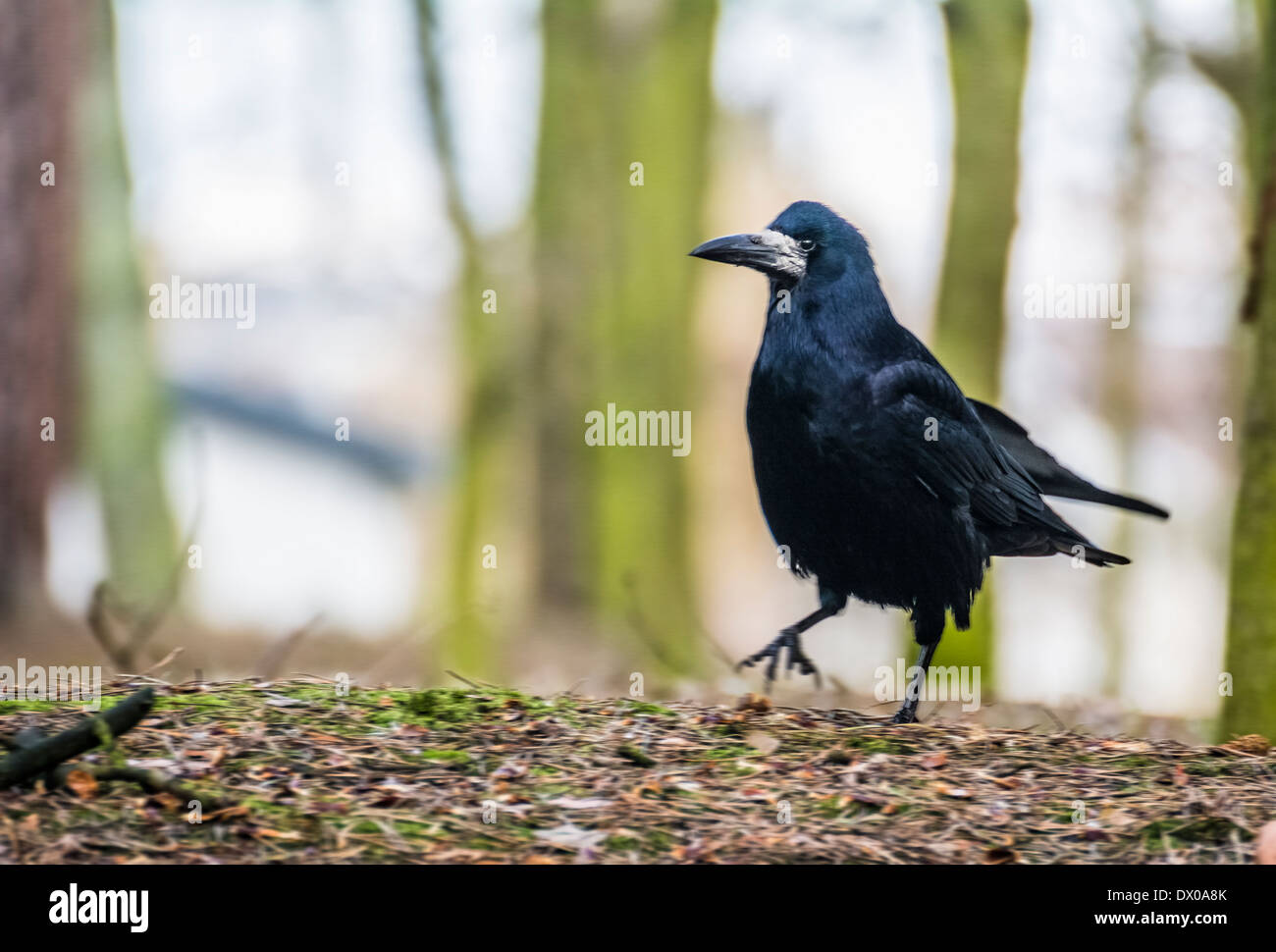 Freedom corvus hi-res stock photography and images - Alamy