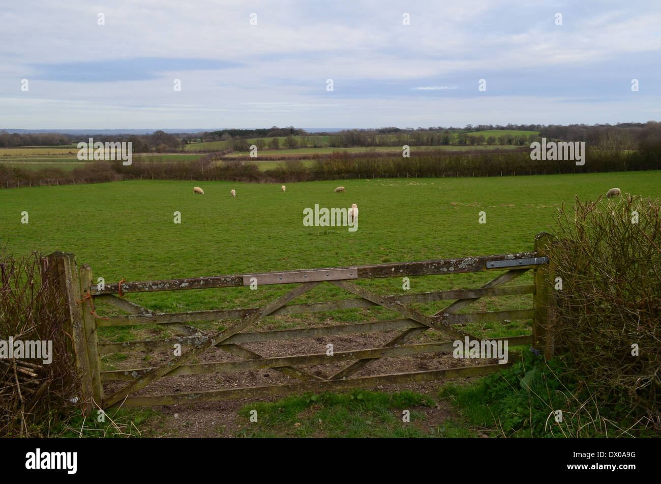 Lamb spring gate hi-res stock photography and images - Alamy