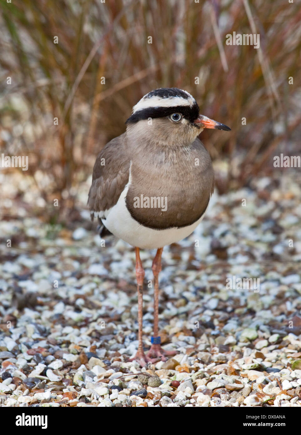 Crowned lapwing or crowned plover hi-res stock photography and images ...