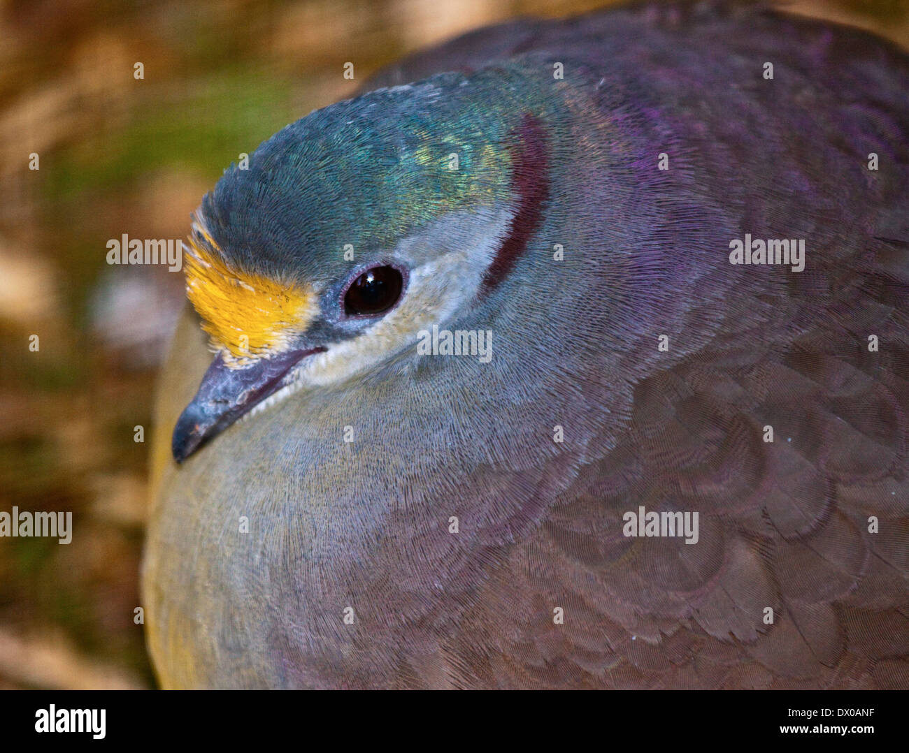 Sulawesi Ground Dove (gallicolumba tristigmata Stock Photo - Alamy