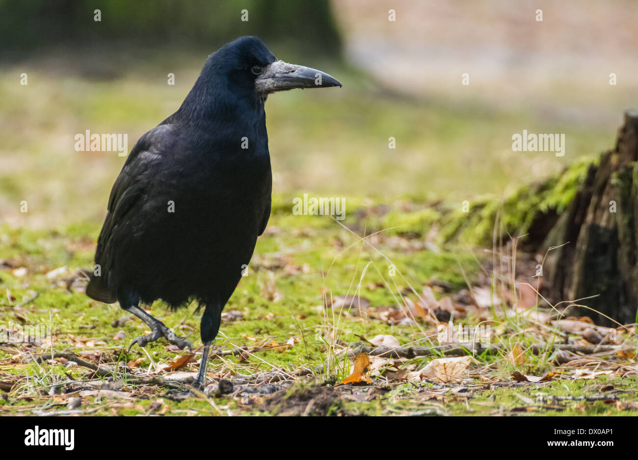 Rook black bird Stock Photo - Alamy