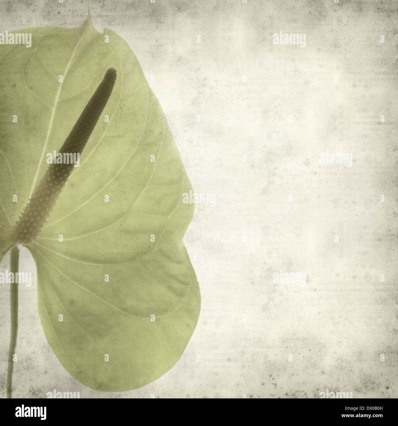 textured old paper background with green Anthurium flower Stock Photo ...