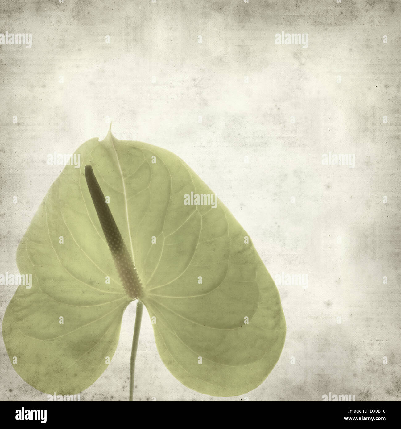 textured old paper background with green Anthurium flower Stock Photo ...