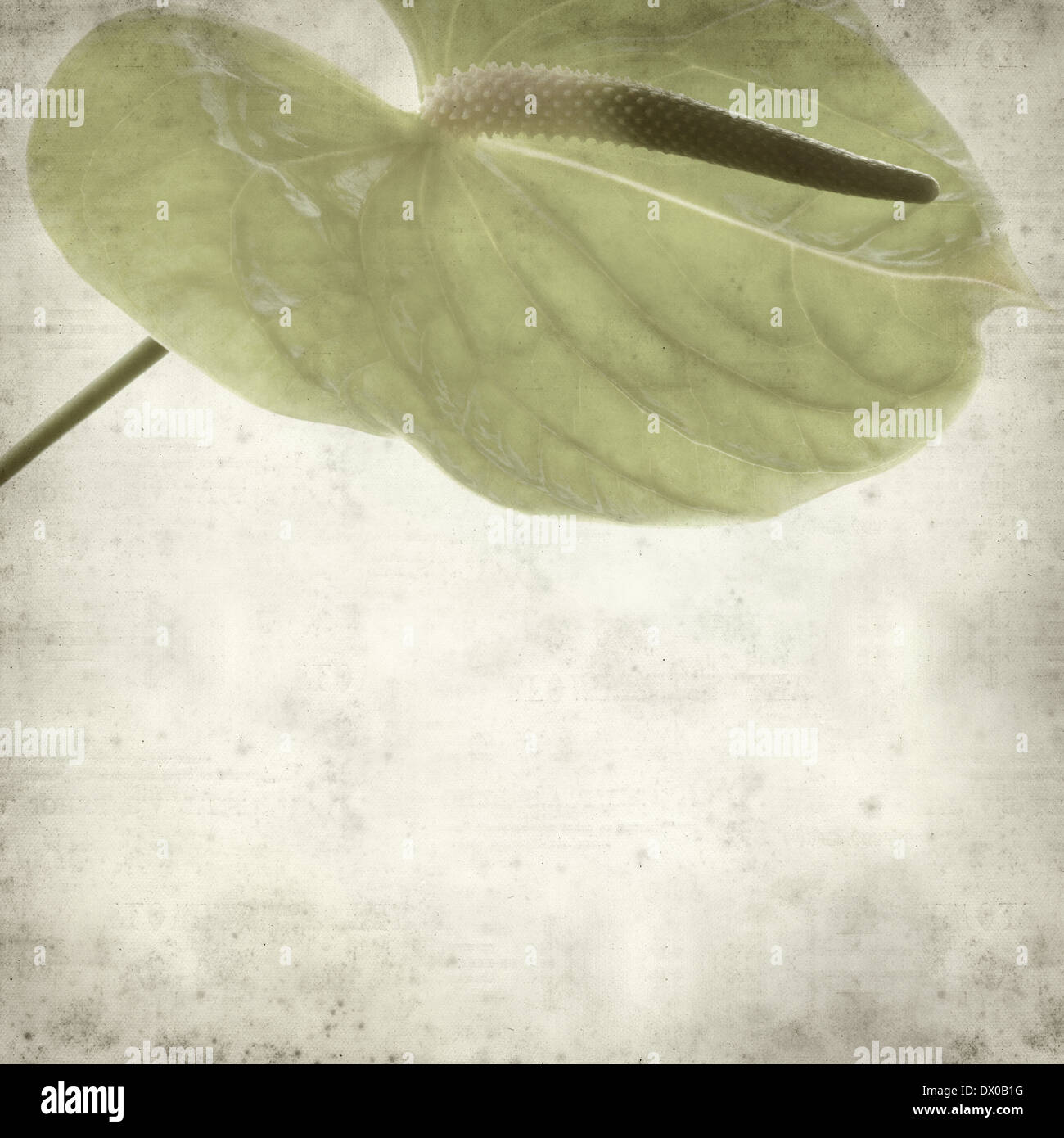 textured old paper background with green Anthurium flower Stock Photo ...