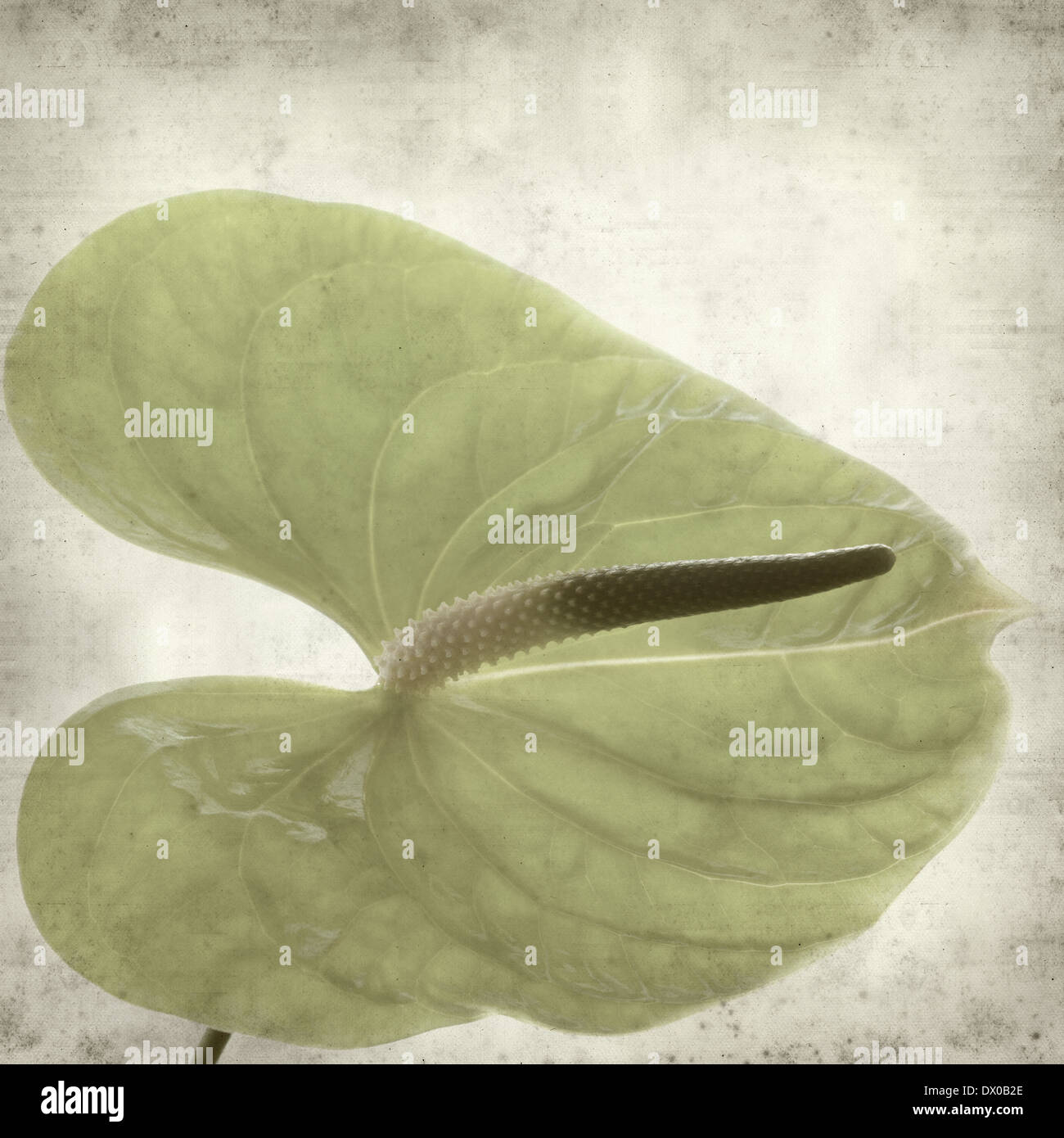 textured old paper background with green Anthurium flower Stock Photo ...
