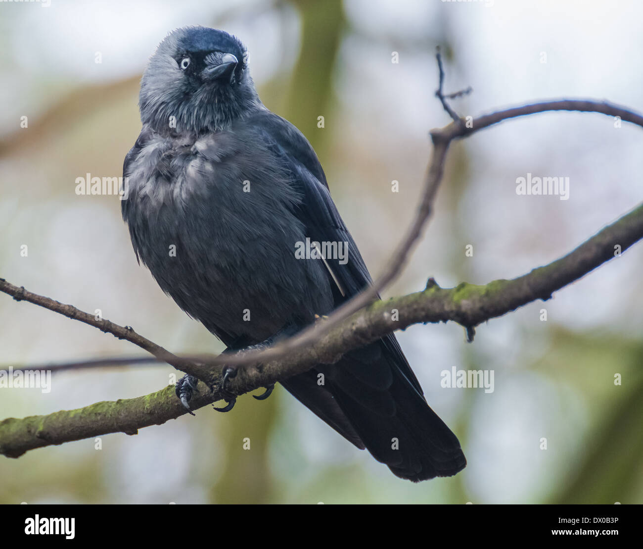 Brusch hi-res stock photography and images - Alamy