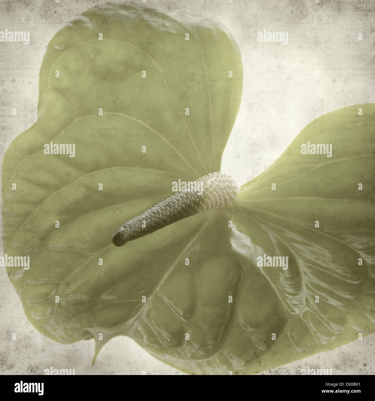 textured old paper background with green Anthurium flower Stock Photo ...