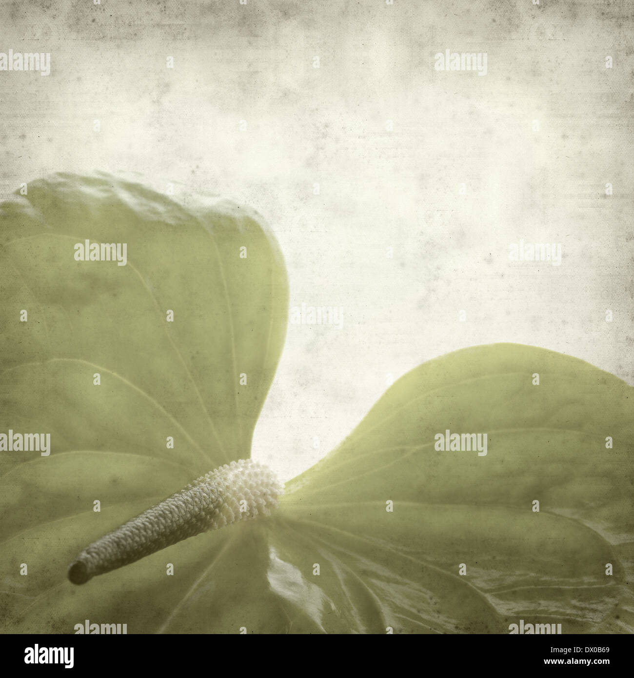 textured old paper background with green Anthurium flower Stock Photo ...
