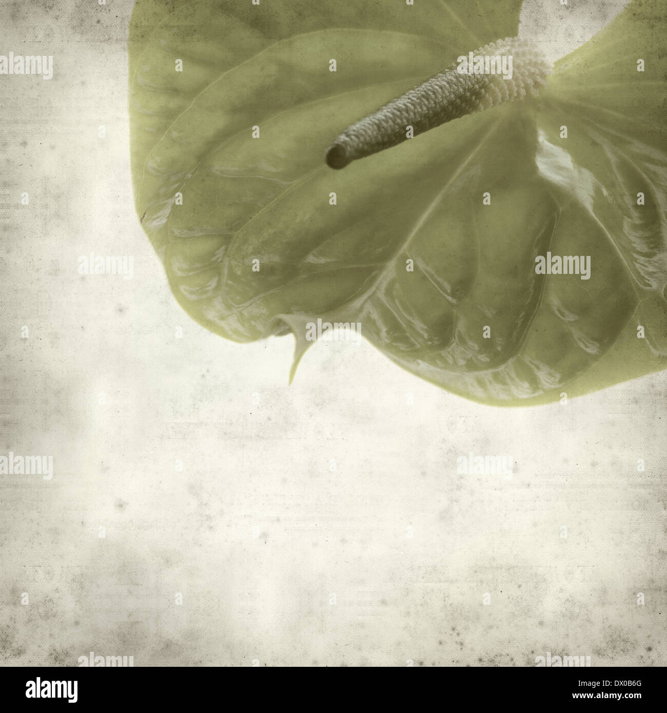 textured old paper background with green Anthurium flower Stock Photo ...