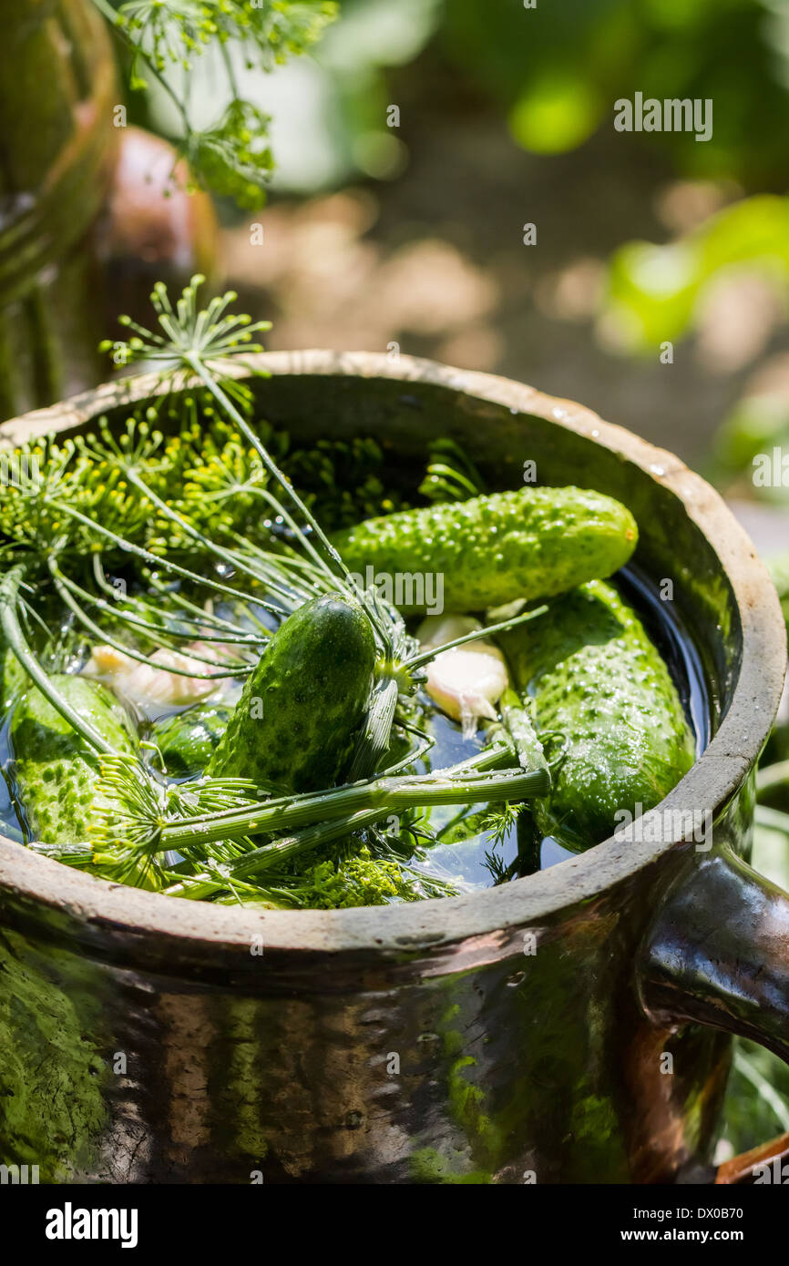 Preparations for pickling cucumbers in the village Stock Photo - Alamy