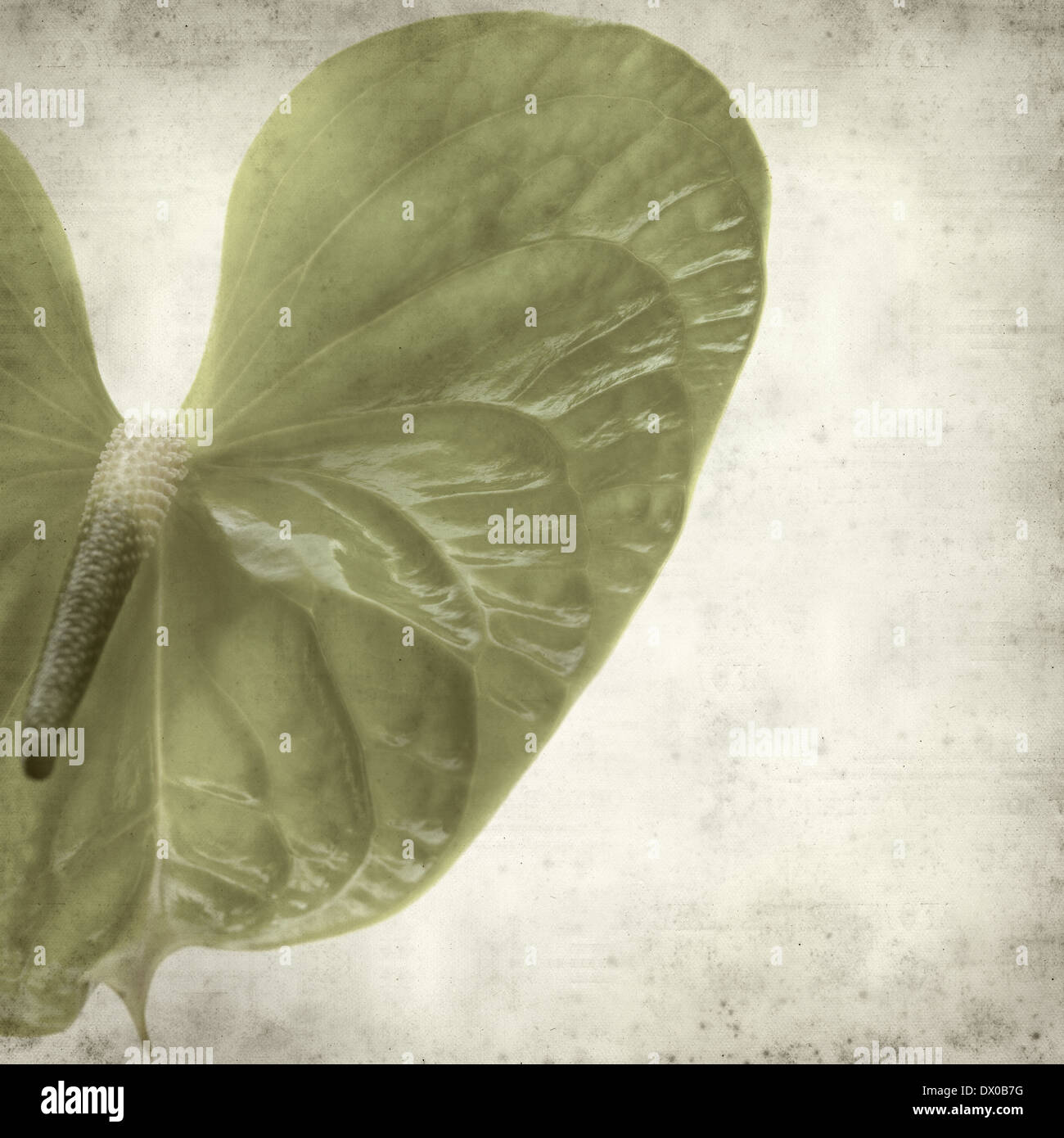 textured old paper background with green Anthurium flower Stock Photo ...