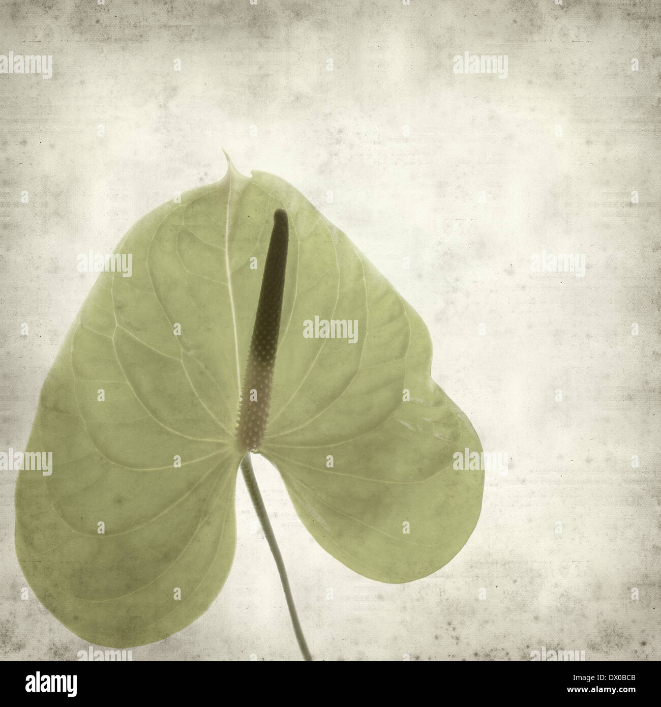 textured old paper background with green Anthurium flower Stock Photo ...