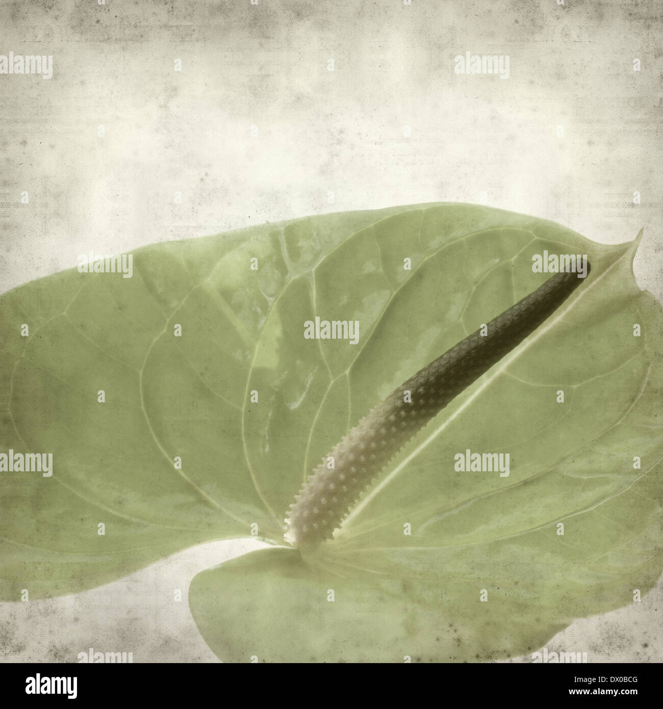 textured old paper background with green Anthurium flower Stock Photo ...