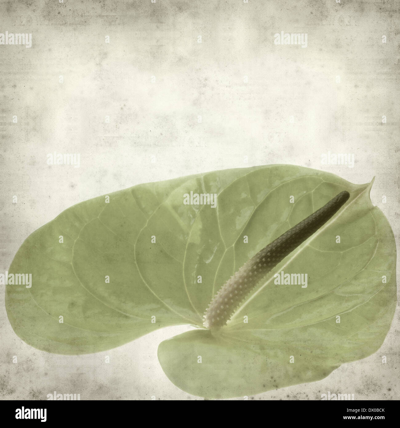 textured old paper background with green Anthurium flower Stock Photo ...