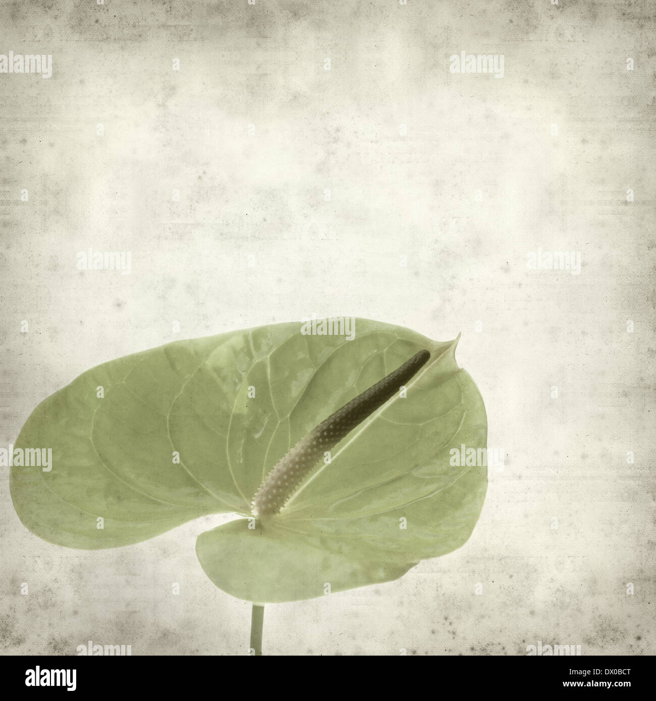 textured old paper background with green Anthurium flower Stock Photo ...