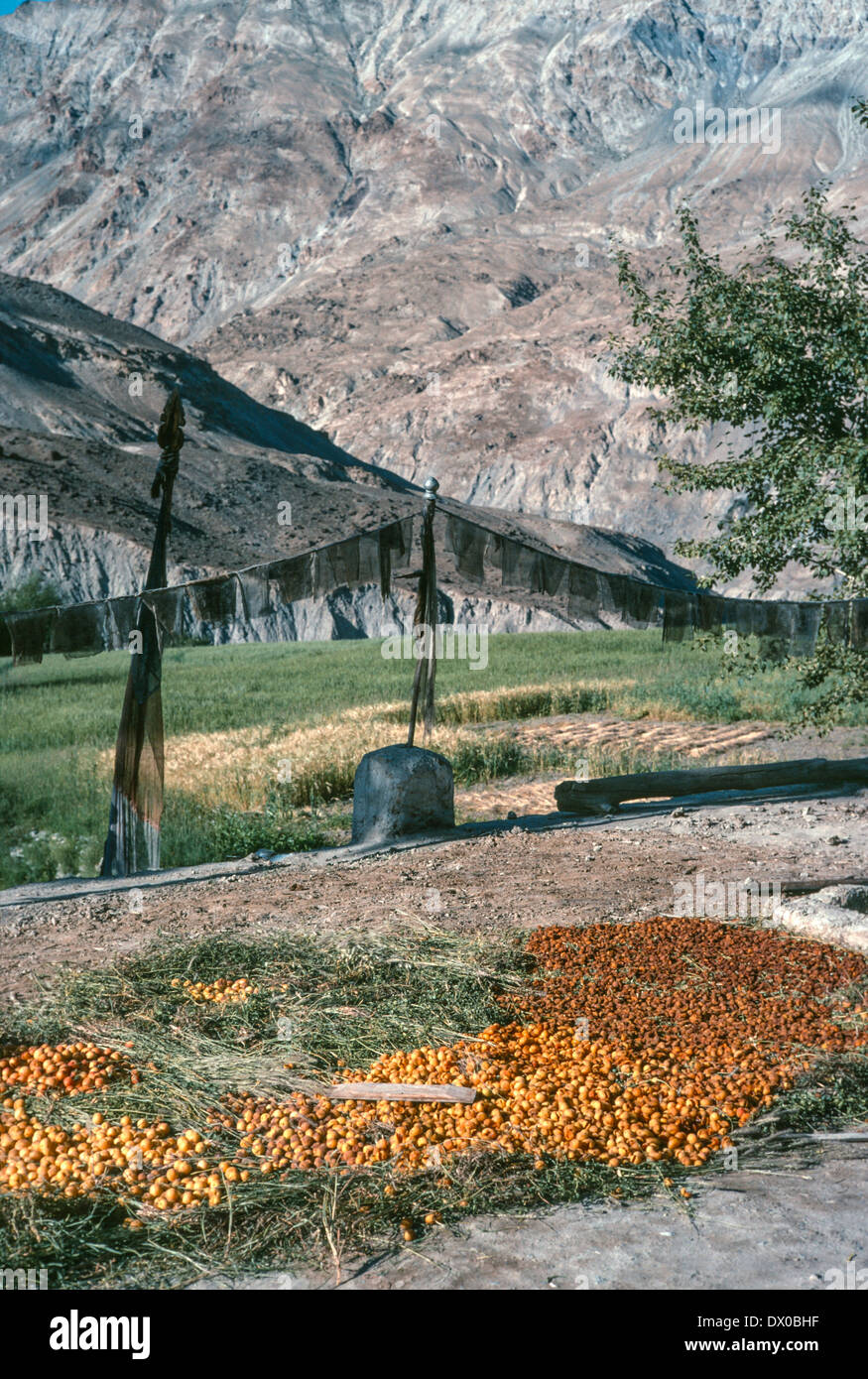 A quantity of apricots lies drying on a traditional village roof top in ...