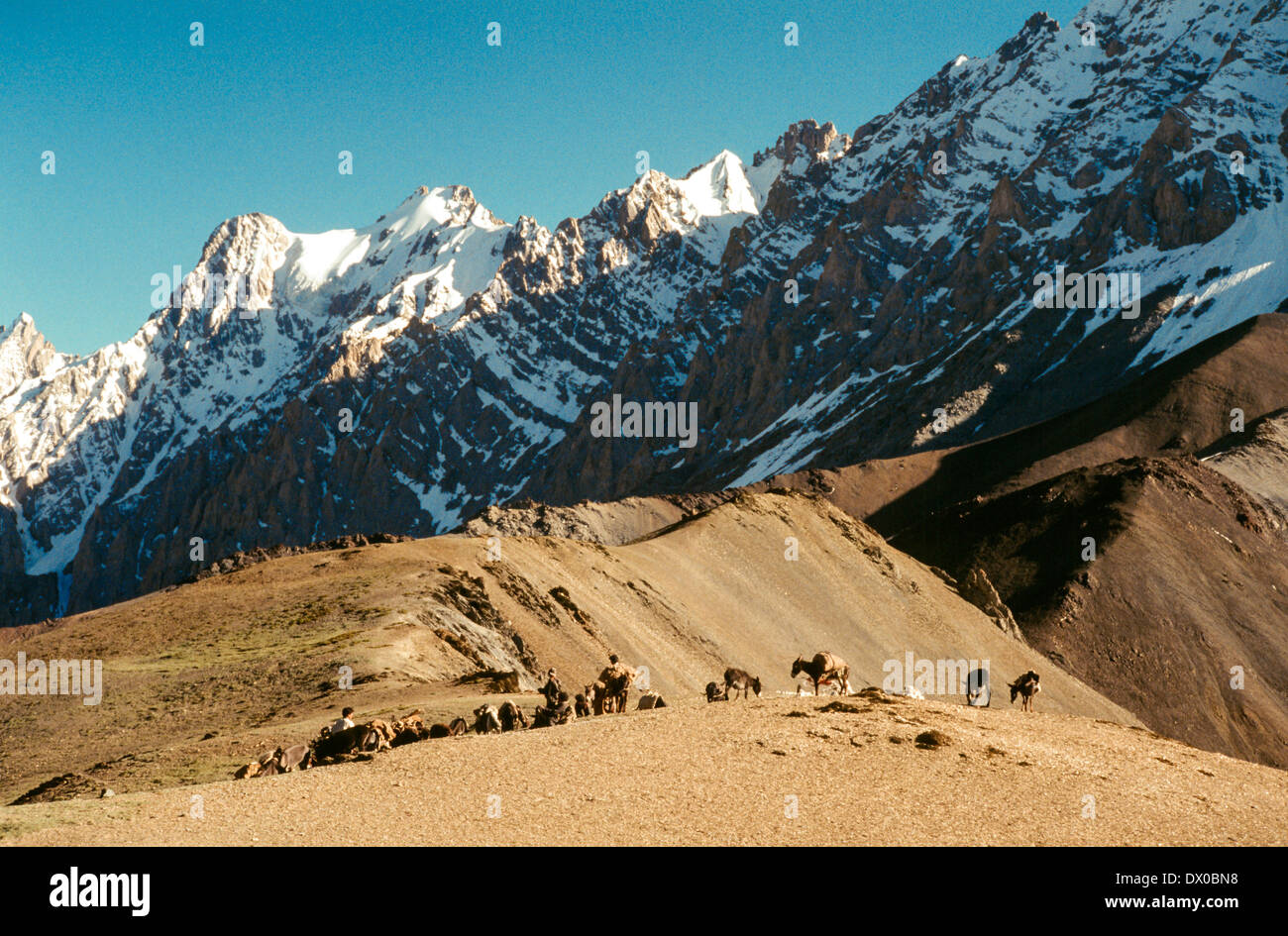 Dzos hi-res stock photography and images - Alamy