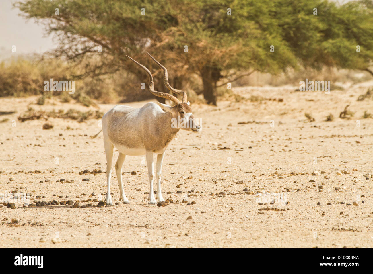 Addax (Addax nasomaculatus) in the Negev desert, Israel. Looking to ...