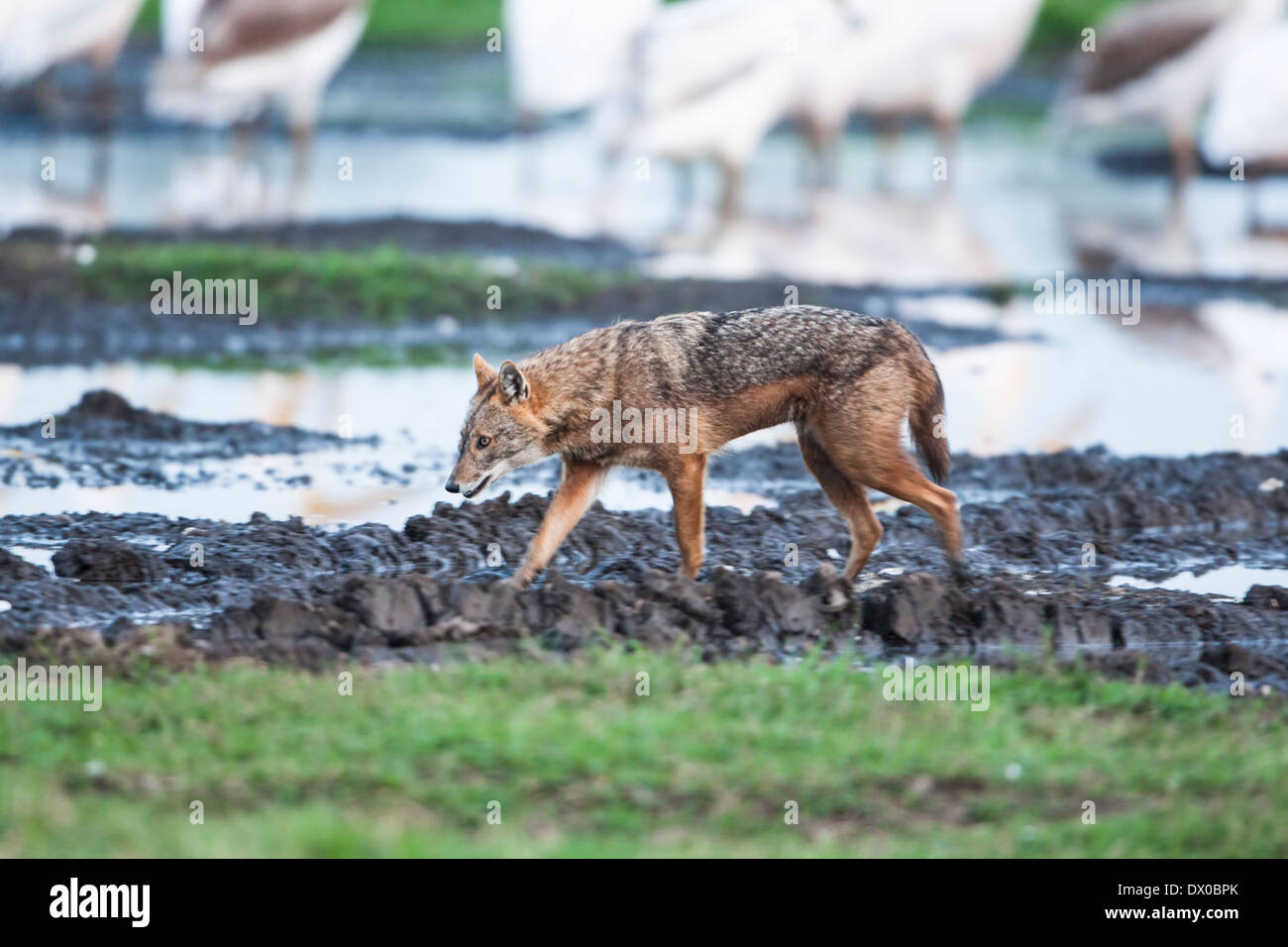 Golden Jackal (Canis aureus), also called the Asiatic, Oriental or ...
