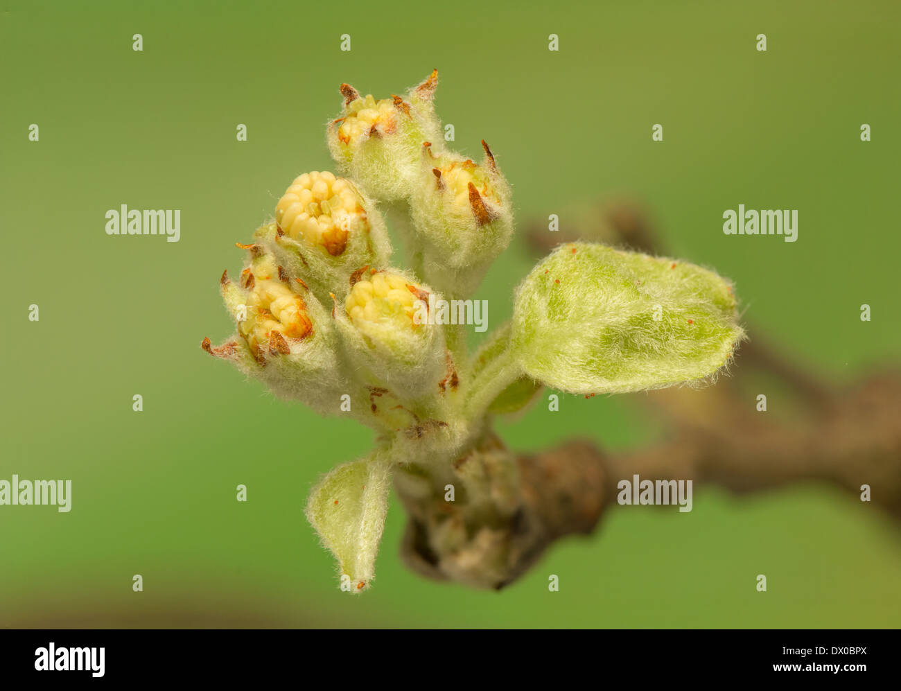 Shoot bud hi-res stock photography and images - Alamy