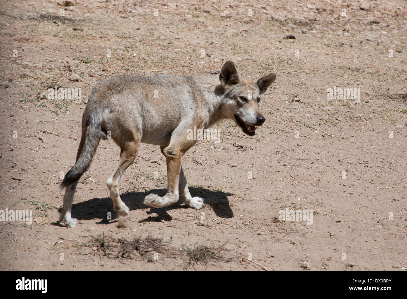 Arabian wolf (aka desert wolf Canis lupus arabs). This wolf is ...
