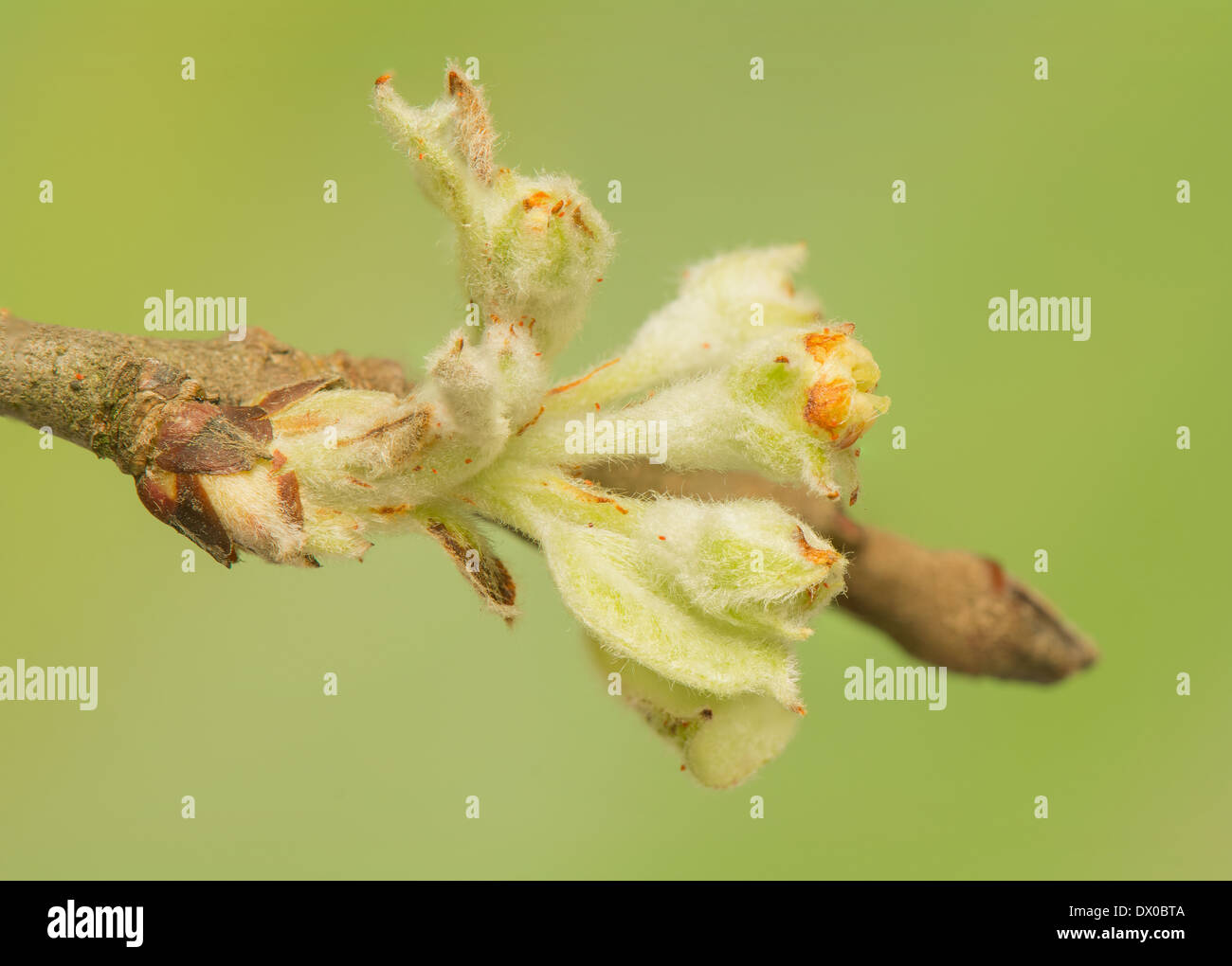Shoot bud hi-res stock photography and images - Alamy