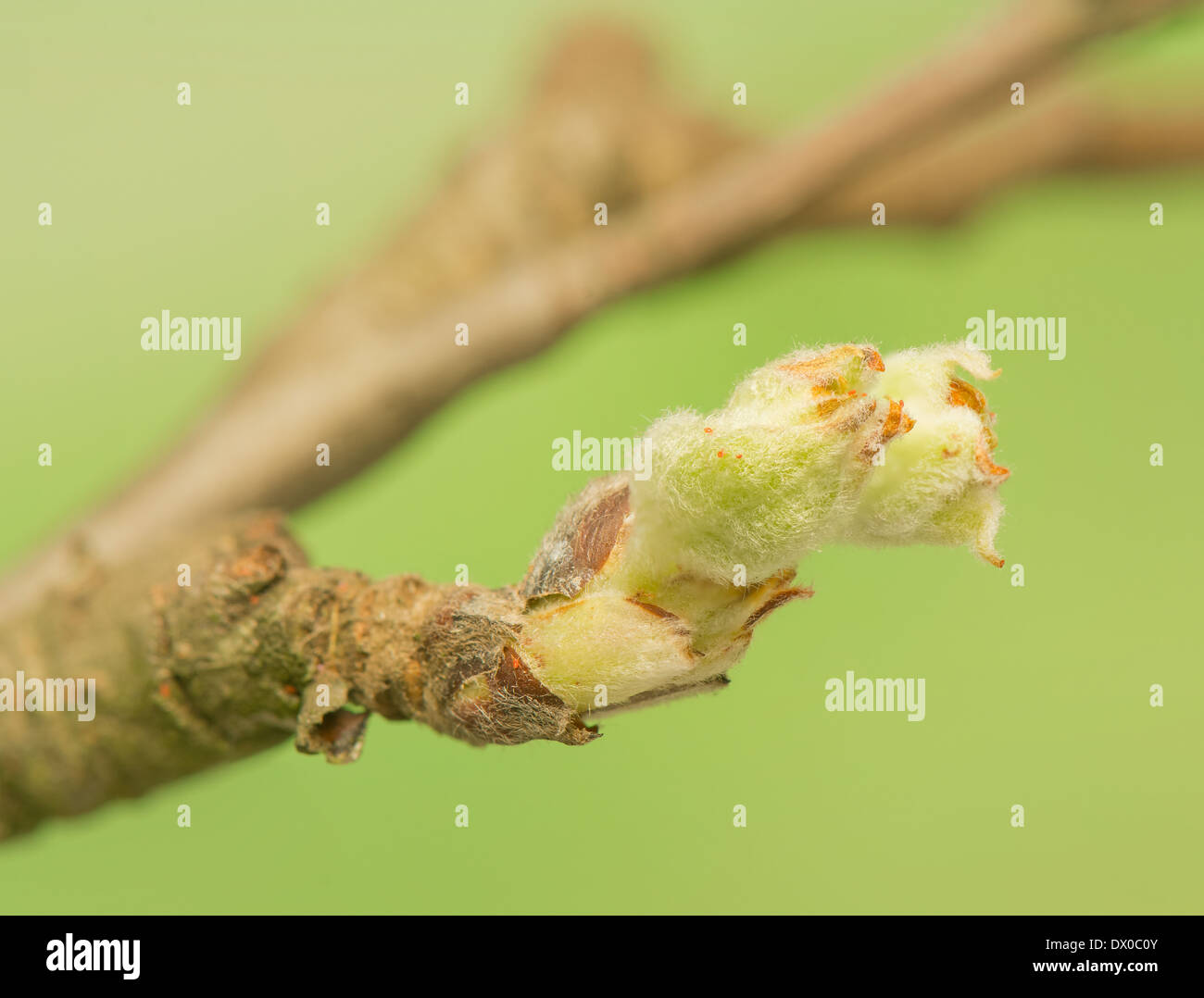 Shoot bud hi-res stock photography and images - Alamy