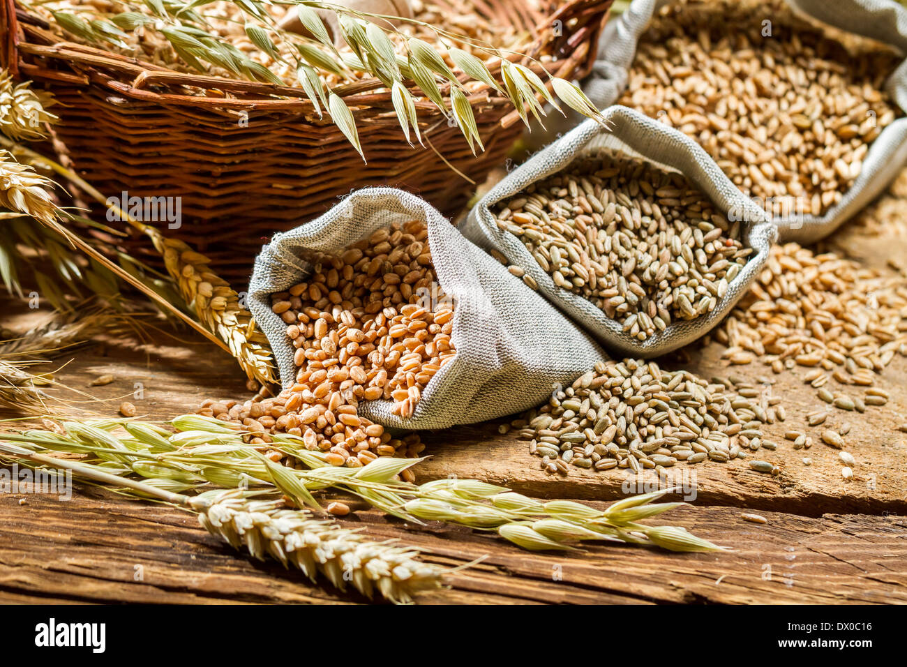 Different types of cereal grains with ears Stock Photo - Alamy