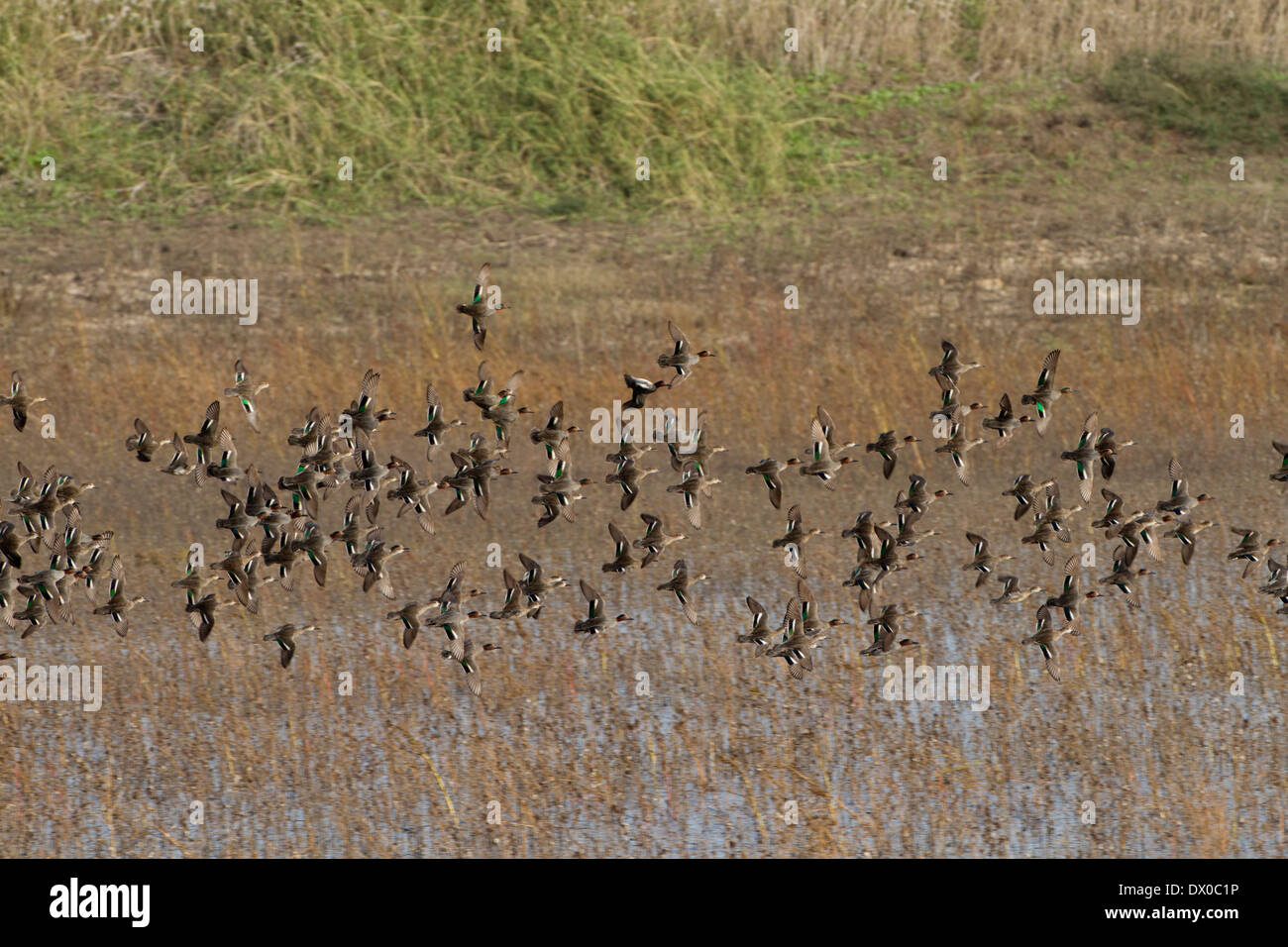 Flock of common teal (Anas crecca) in flight Stock Photo - Alamy