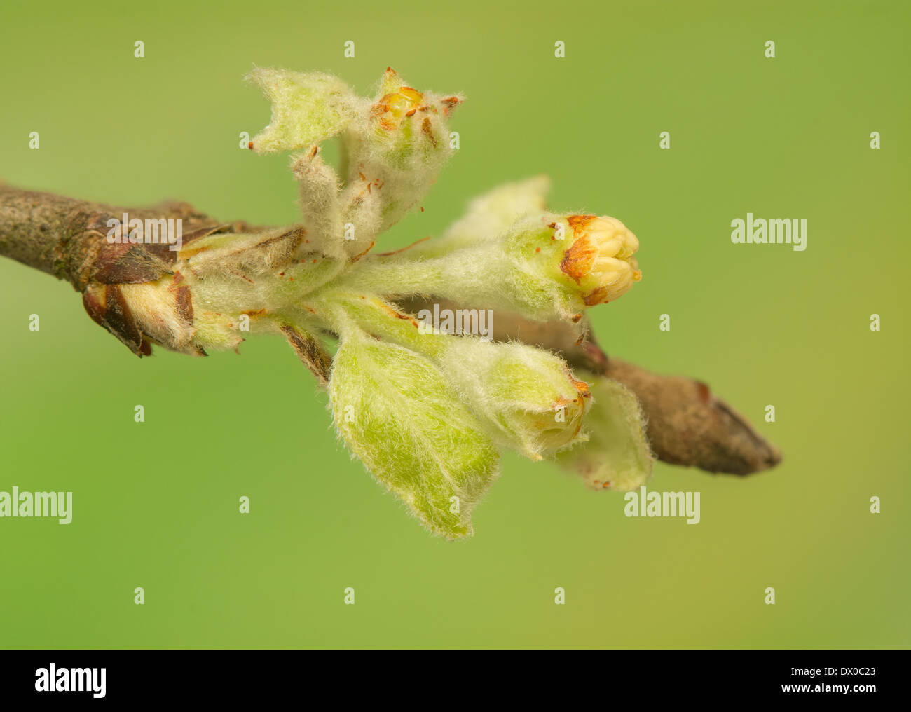 Shoot bud hi-res stock photography and images - Alamy