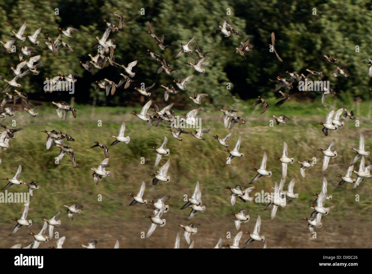 Flock of common teal (Anas crecca) in flight Stock Photo - Alamy