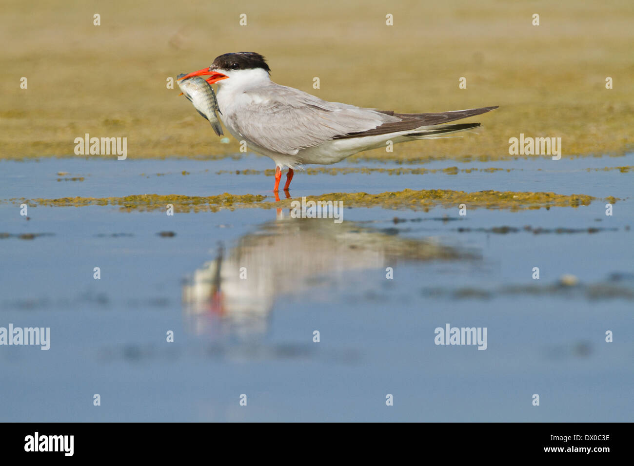 Common tern (Sterna hirundo) adult on the beach with a fish in its bill ...