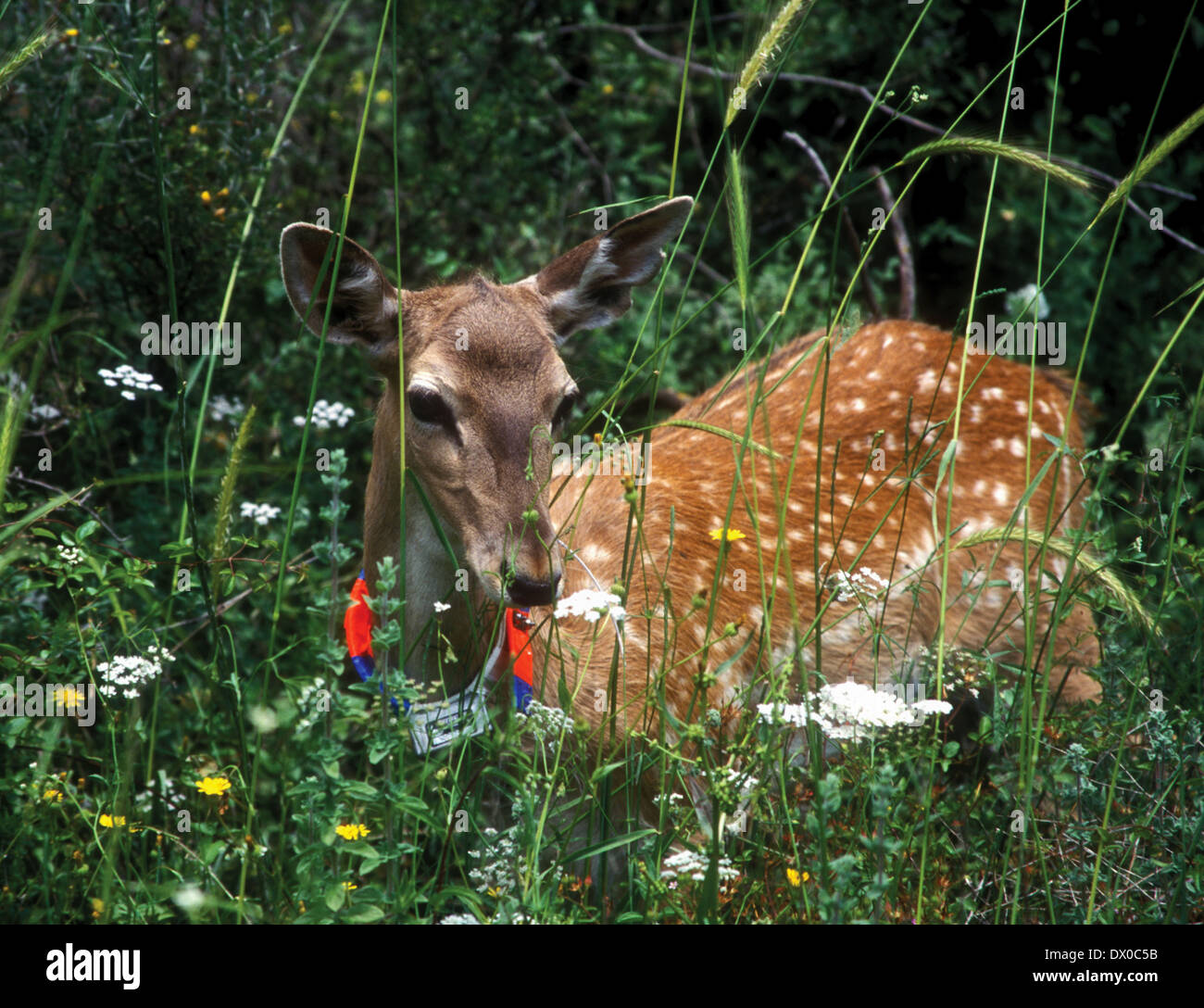 Israel, Carmel Mountains, infant Persian Fallow Deer (Dama dama ...