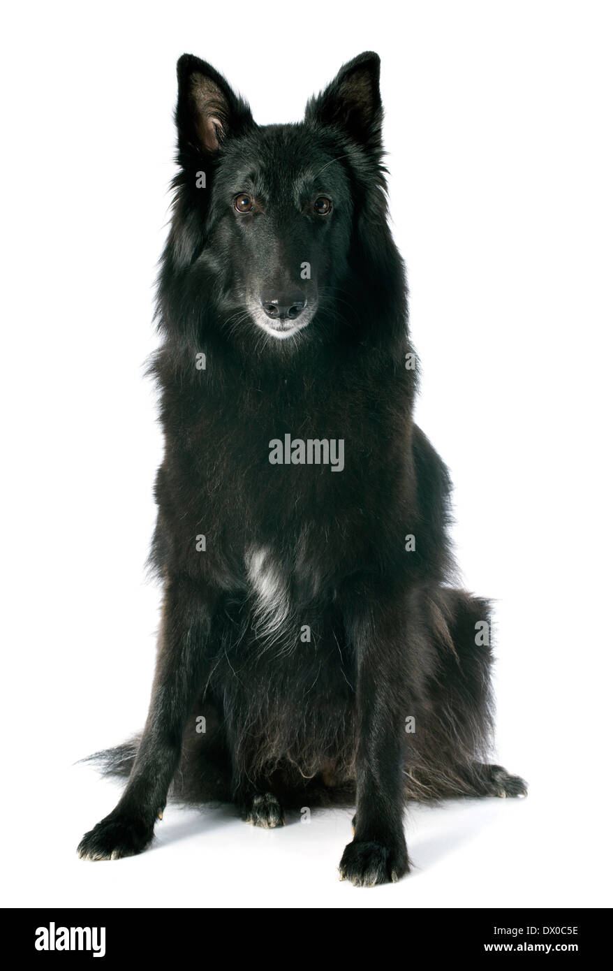 picture of a purebred belgian sheepdog groenendael Stock Photo - Alamy