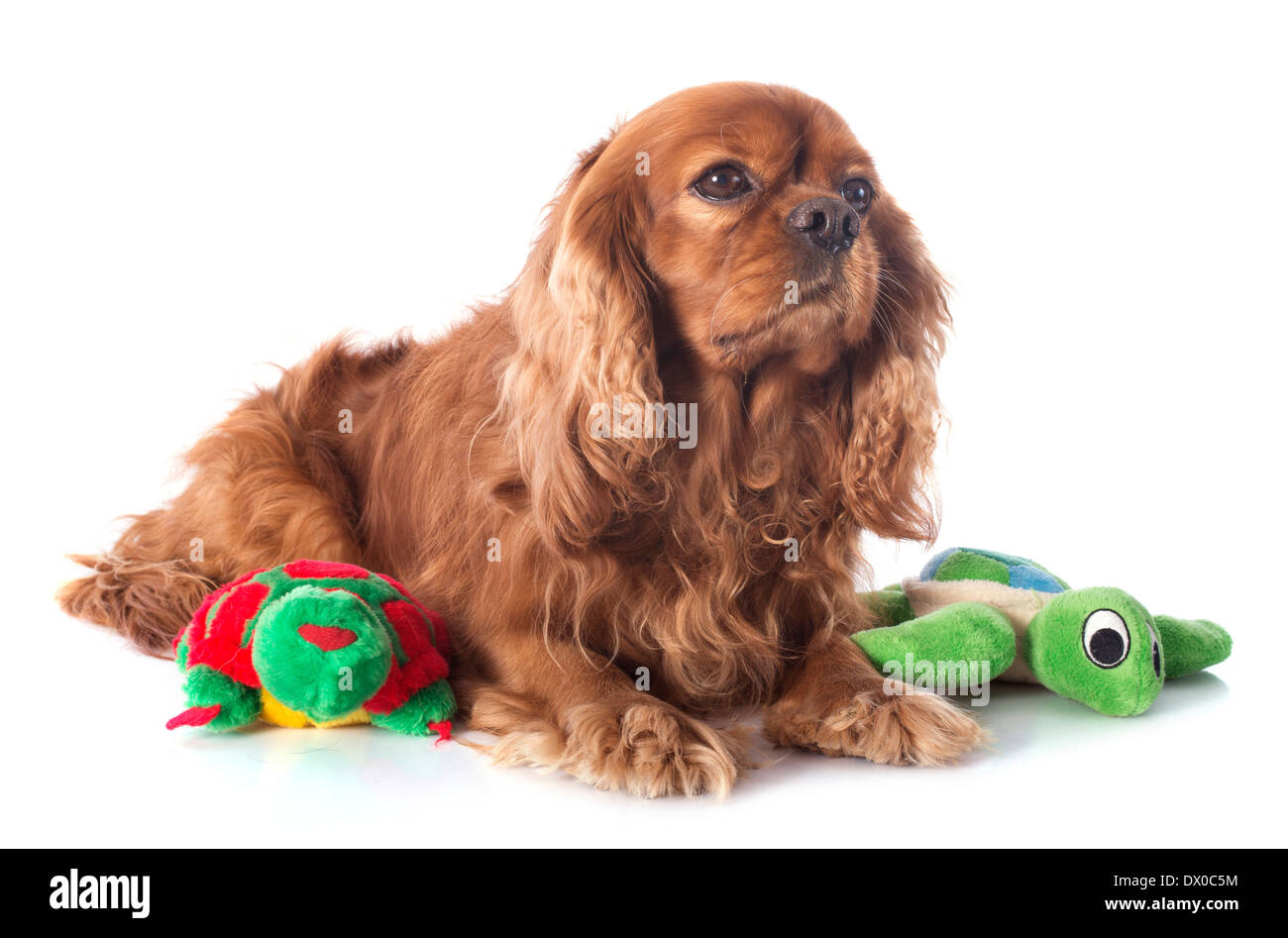 cavalier king charles in front of white background Stock Photo - Alamy