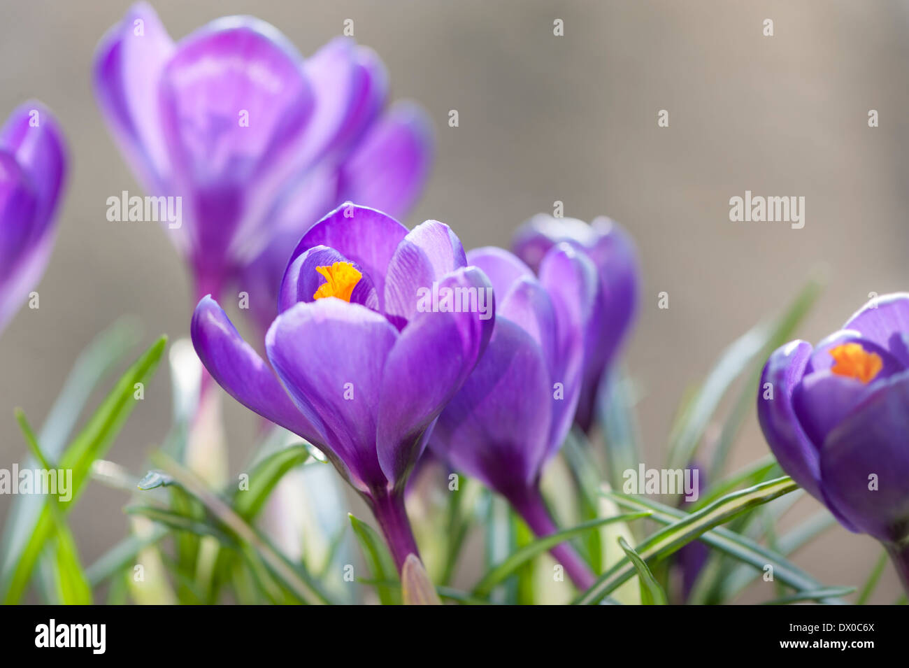 Growing blossom hi-res stock photography and images - Alamy
