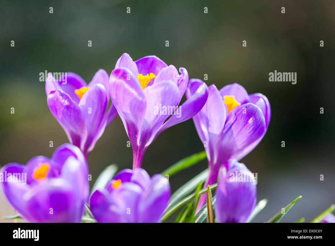 Growing blossom hi-res stock photography and images - Alamy