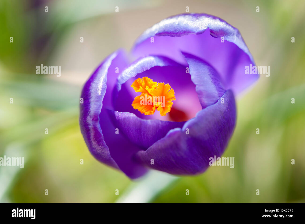 Growing blossom hi-res stock photography and images - Alamy