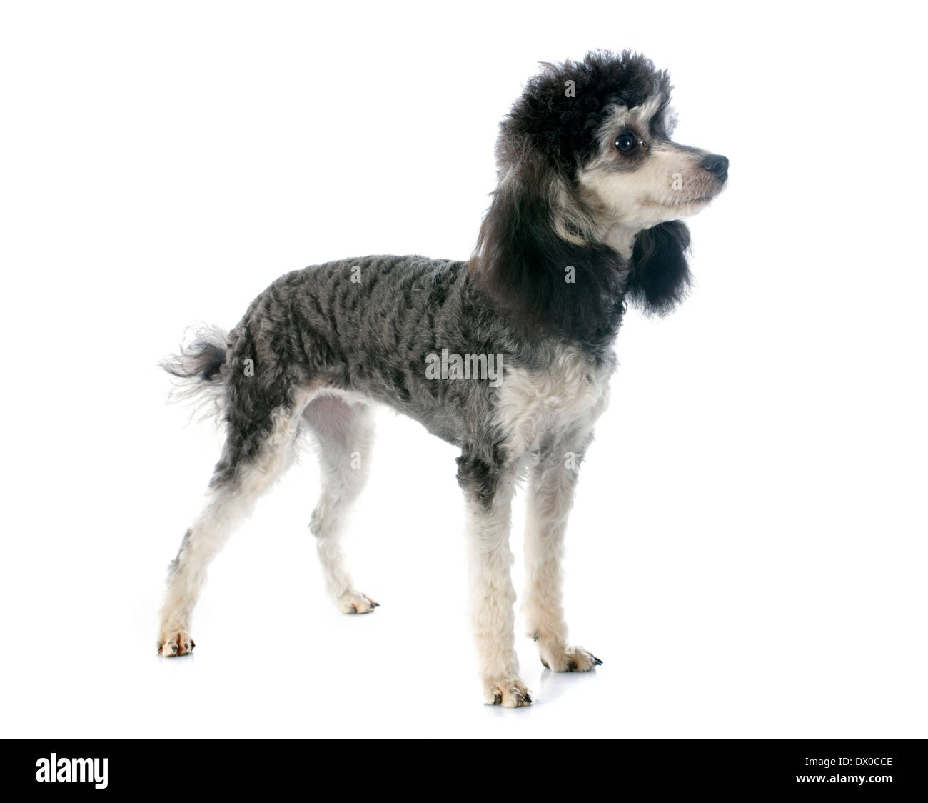Gray poodle hi-res stock photography and images - Alamy