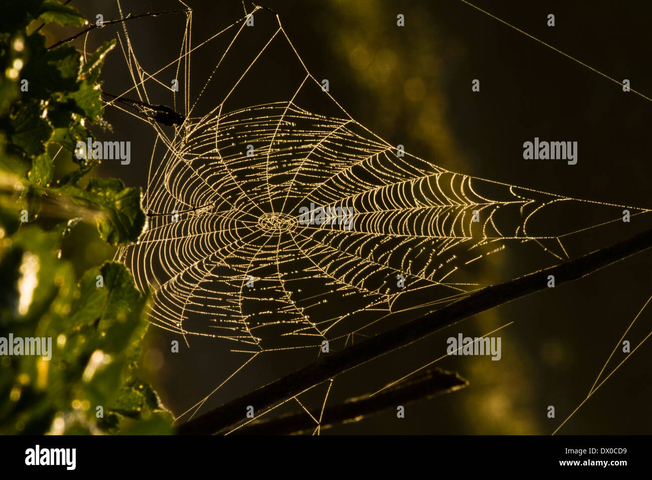 round spider web at sunset, Israel Stock Photo - Alamy