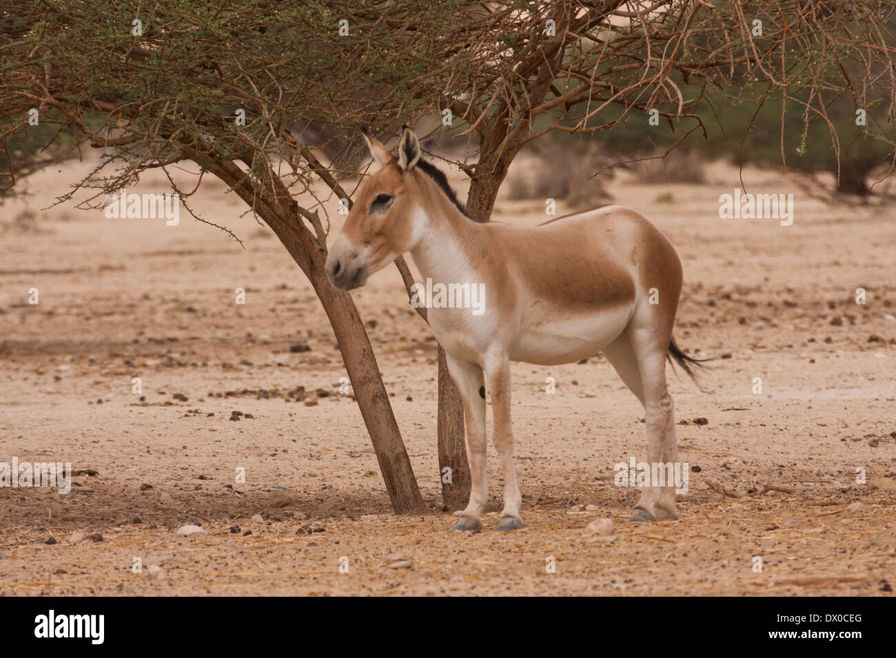 Onager (Equus hemionus Stock Photo - Alamy