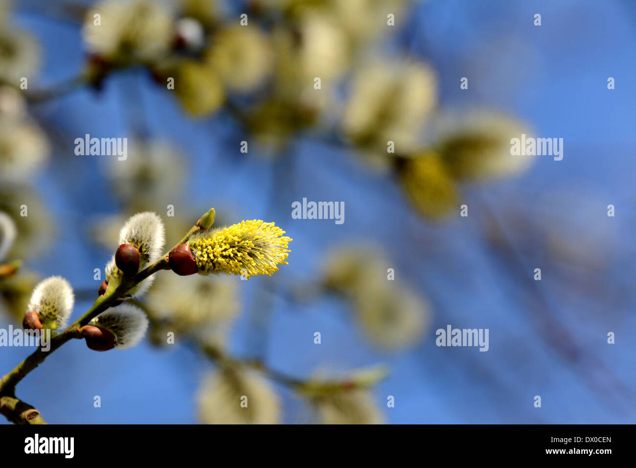 Downy willow hi-res stock photography and images - Alamy