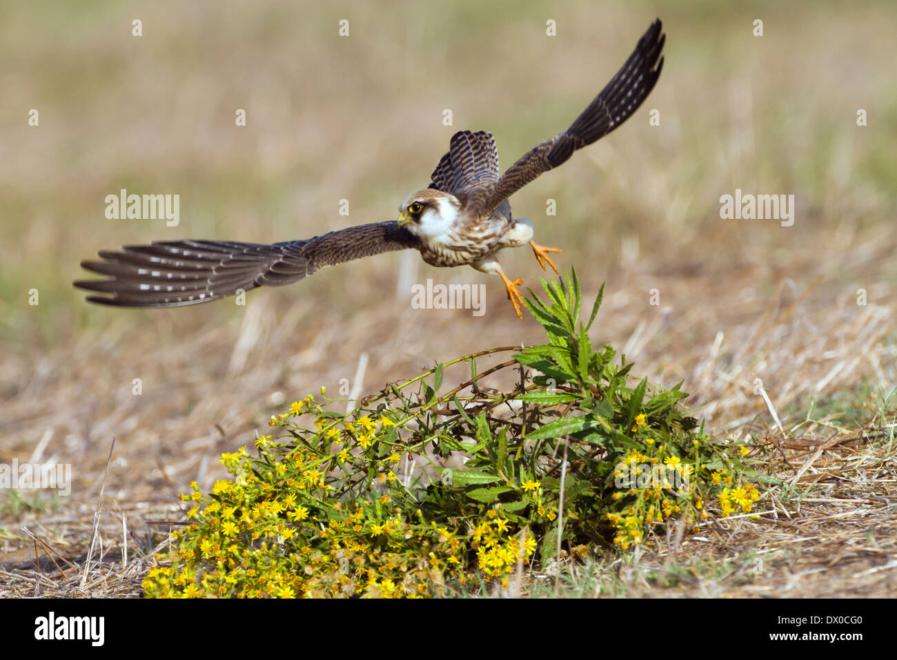 Red footed falcon (falco vespertinus) juvenile in flight Stock Photo ...