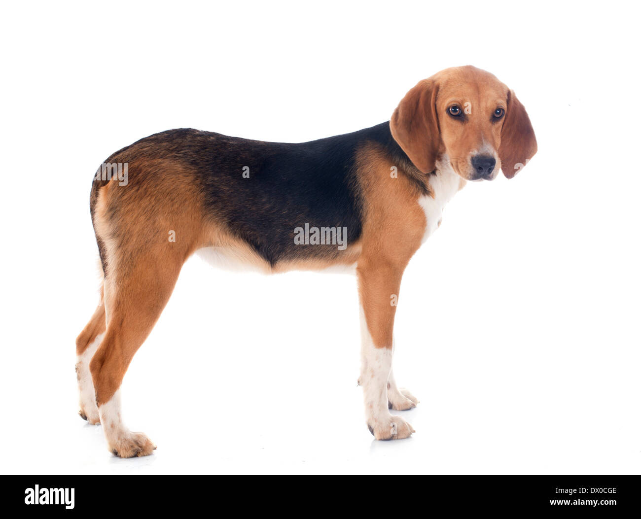 Harrier dog hi-res stock photography and images - Alamy