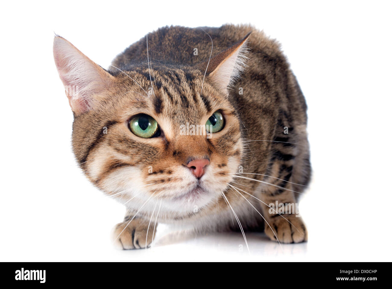 Bengal cat in studio Cut Out Stock Images & Pictures - Alamy