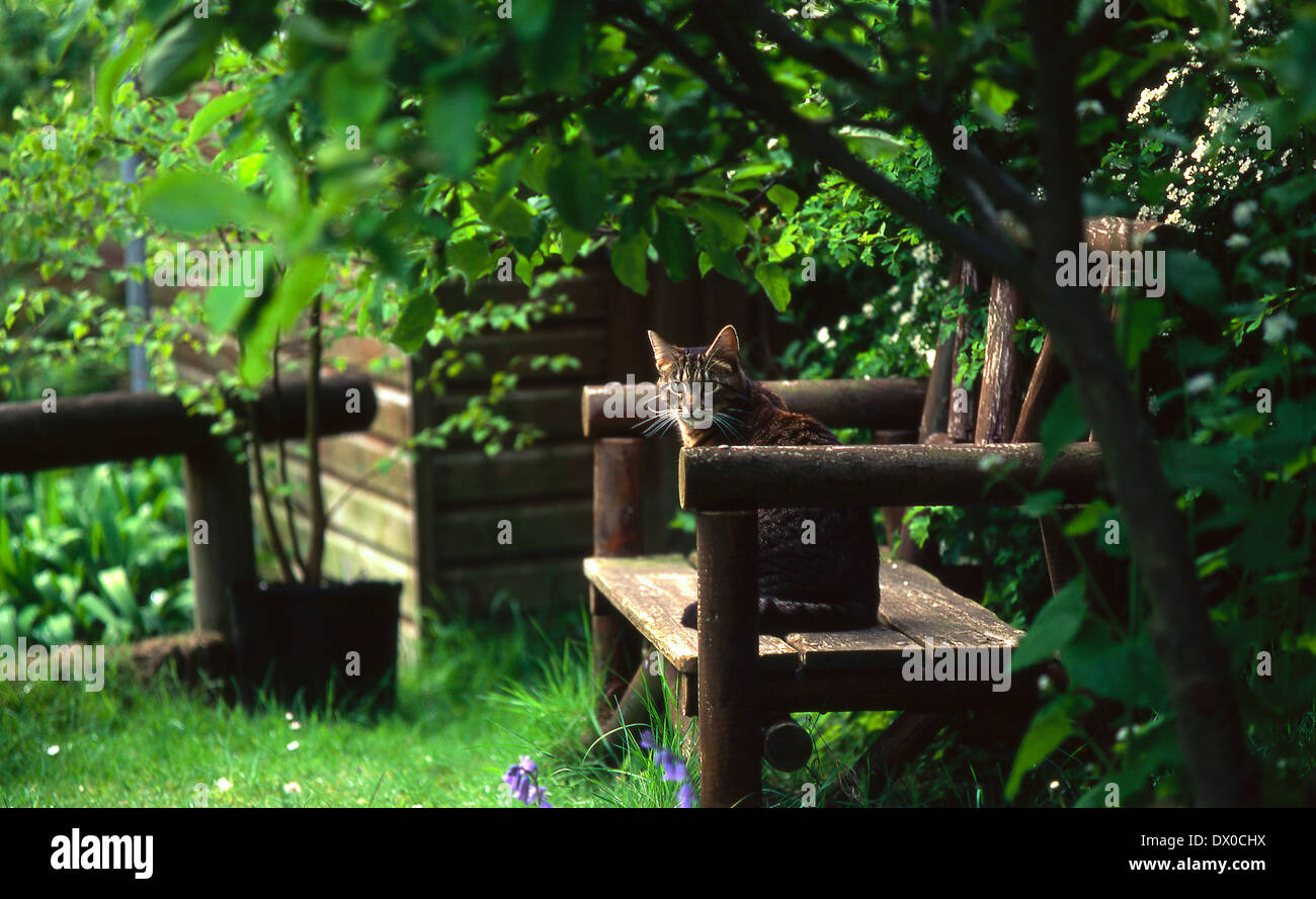 Cat on garden bench hi-res stock photography and images - Alamy