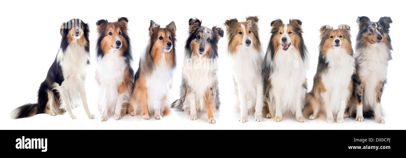 Are Shelties Aggressive