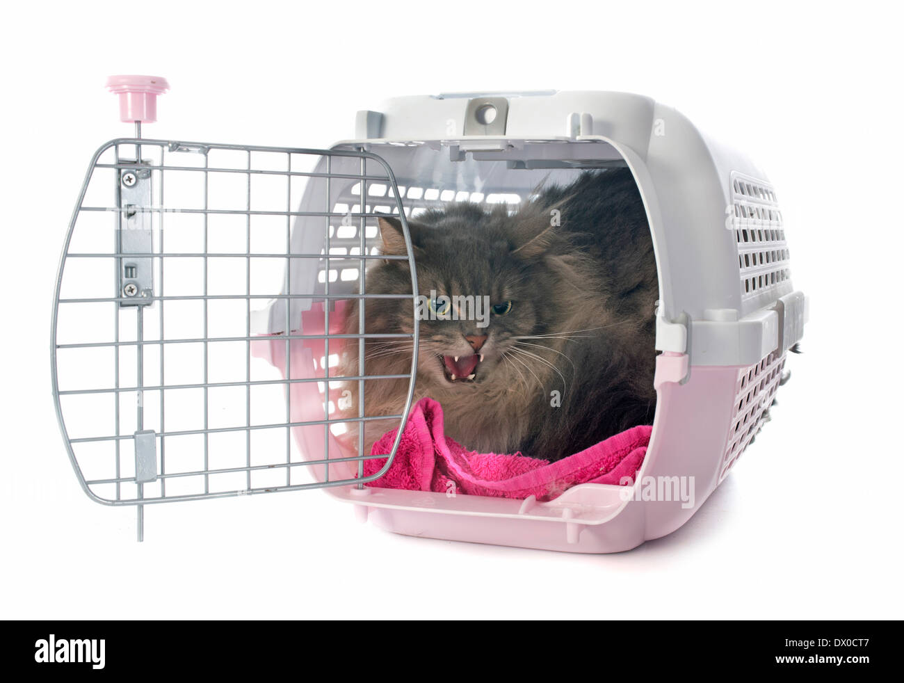 angry persian cat in front of white background Stock Photo - Alamy