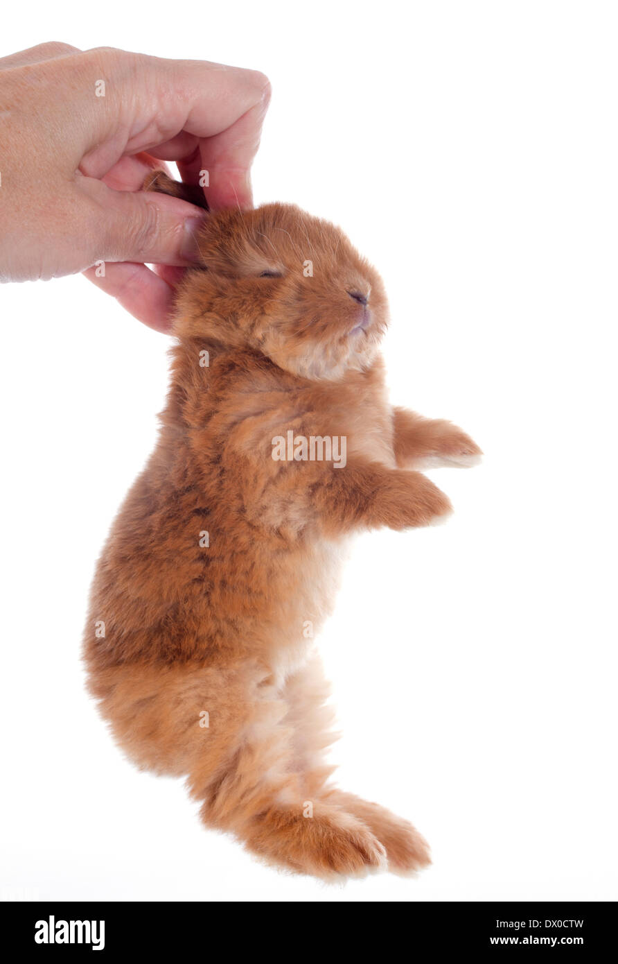 Fauve hi-res stock photography and images - Alamy