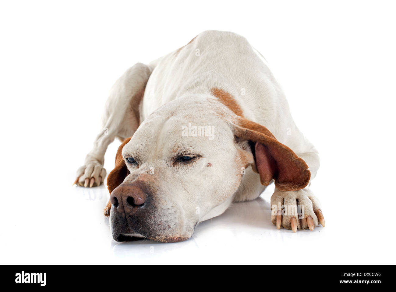 old pointer in front of white background Stock Photo - Alamy